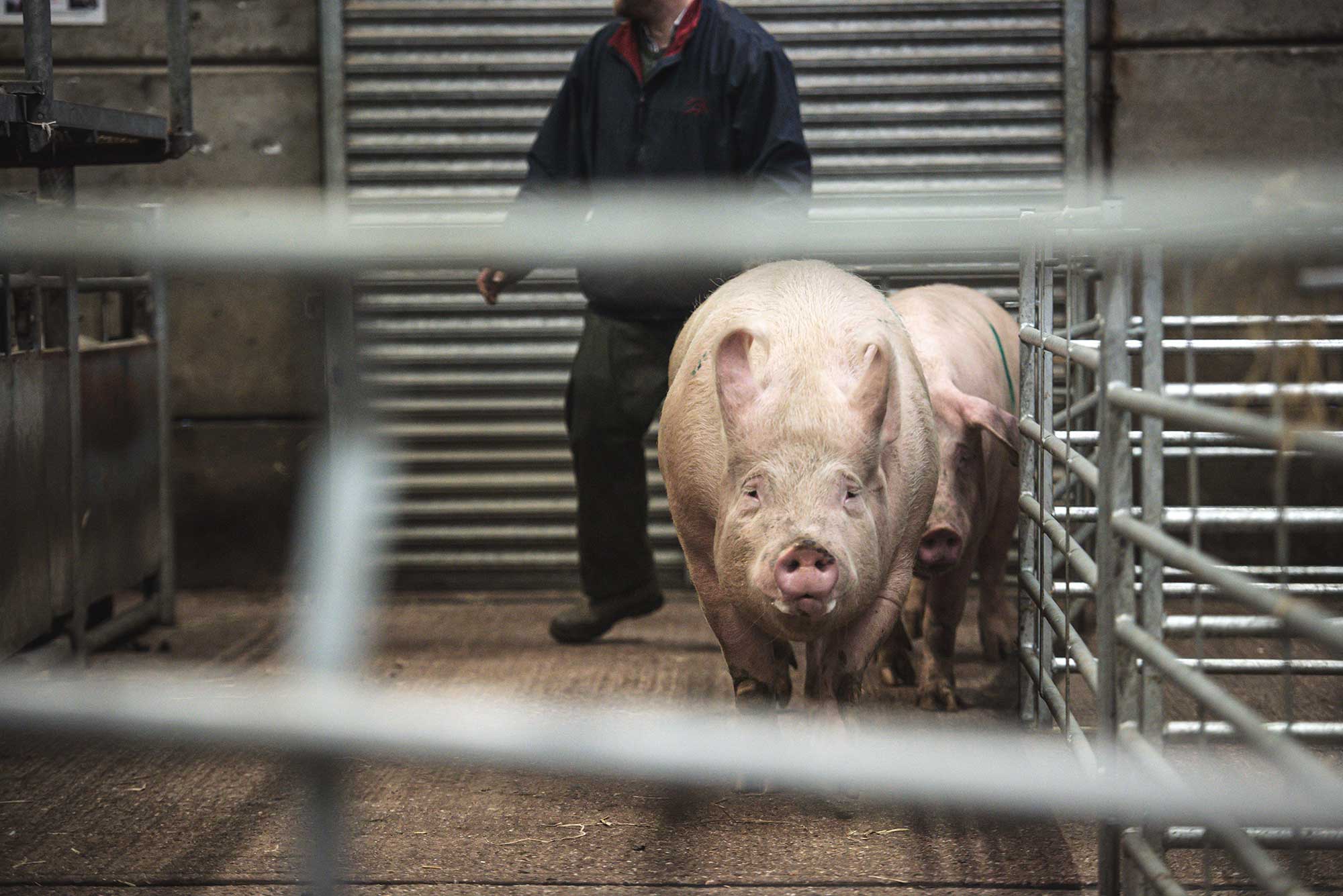Market Report Tuesday 28th February - Leek Auctions