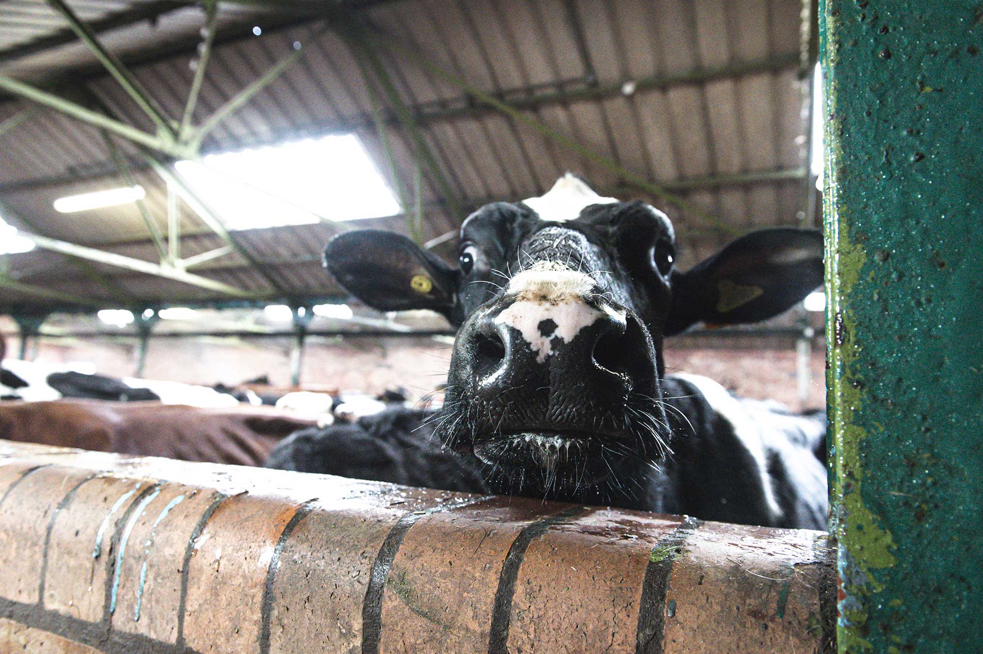 Leek Livestock Market | Staffordshire | Leek Auctions