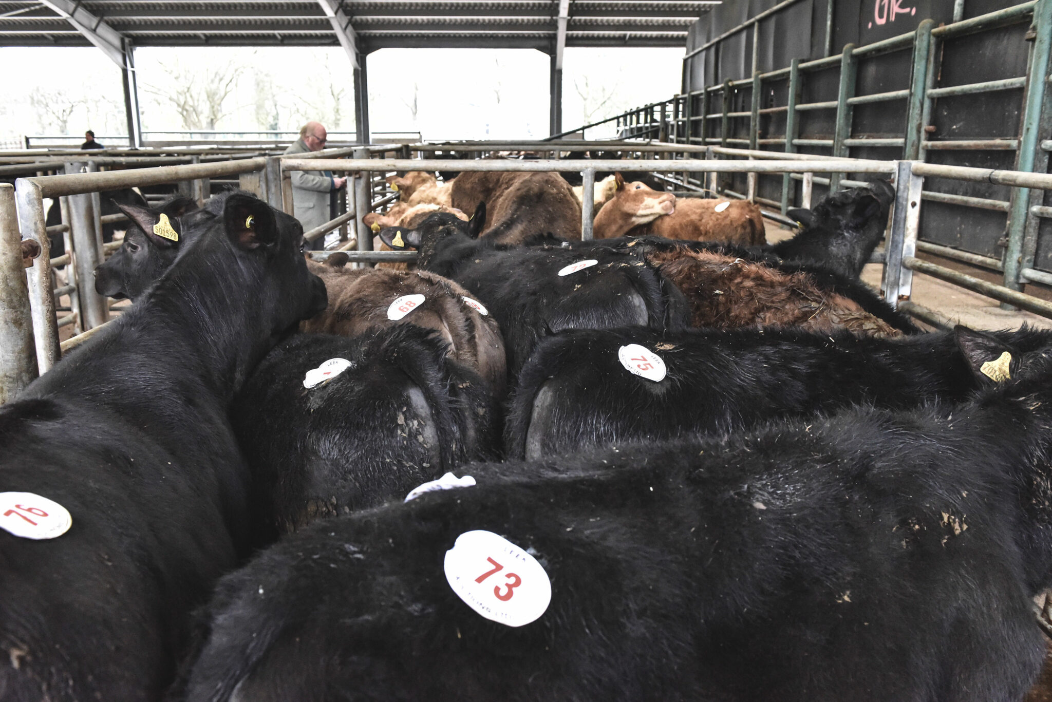 Leek Store Cattle Sales | Staffordshire | Leek Auctions