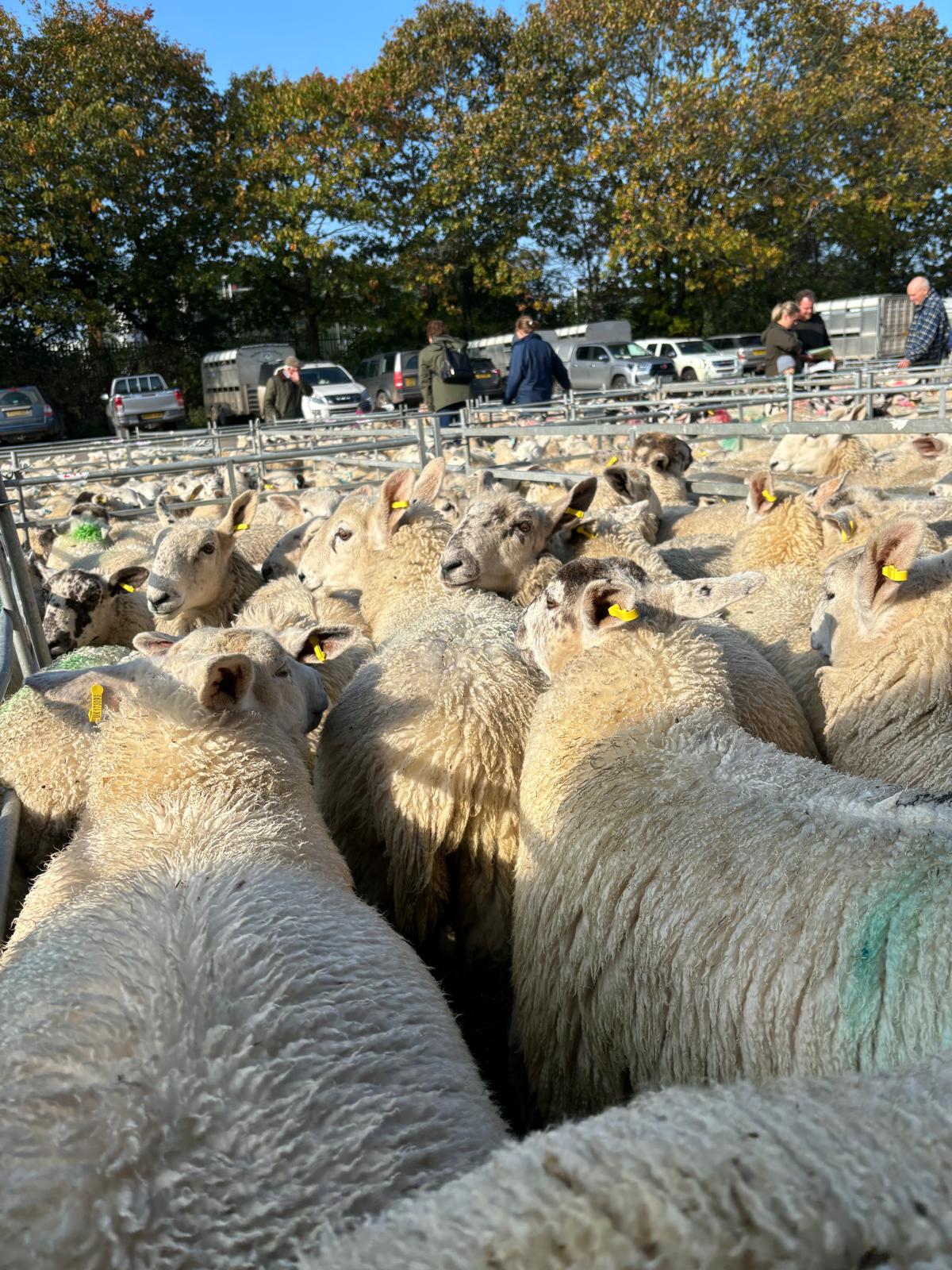 Leek Sheep Sales | Staffordshire & Beyond | Leek Auctions