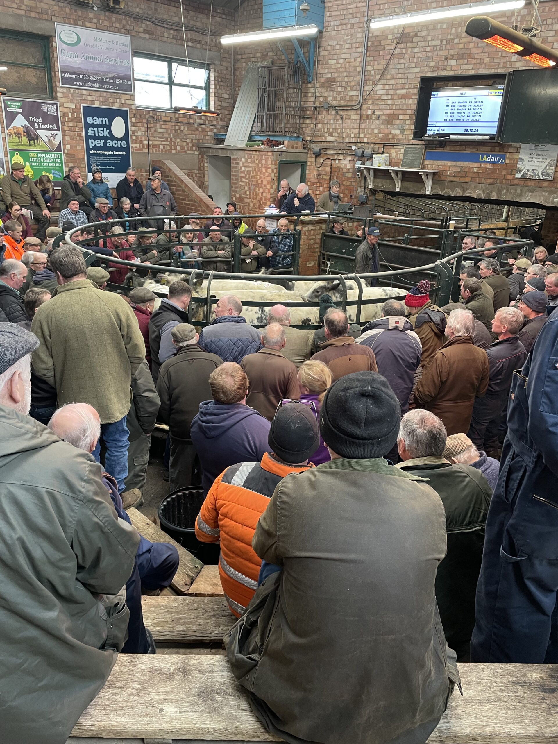 Store Cattle Sale Report 1st February - Leek Auctions