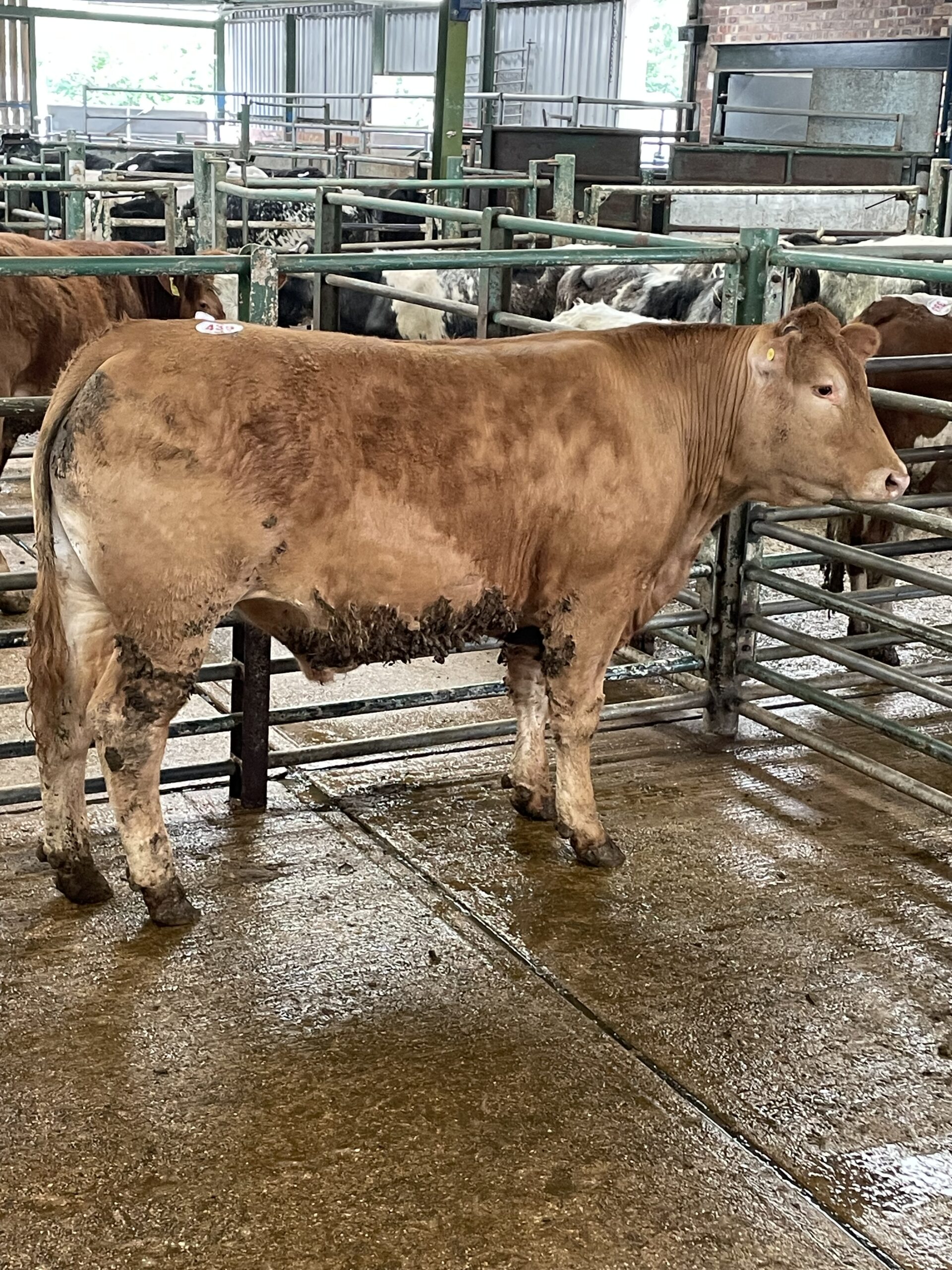 Store Cattle Sale Report 24th May - Leek Auctions