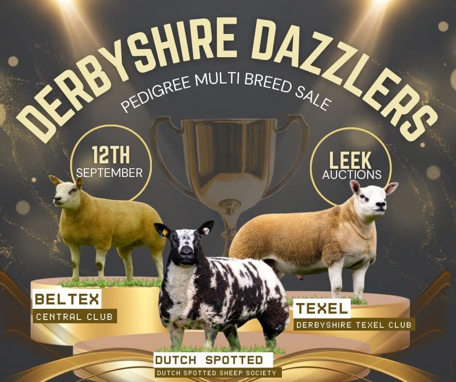 Multi Breed Sheep Show & Sale - Leek Auctions