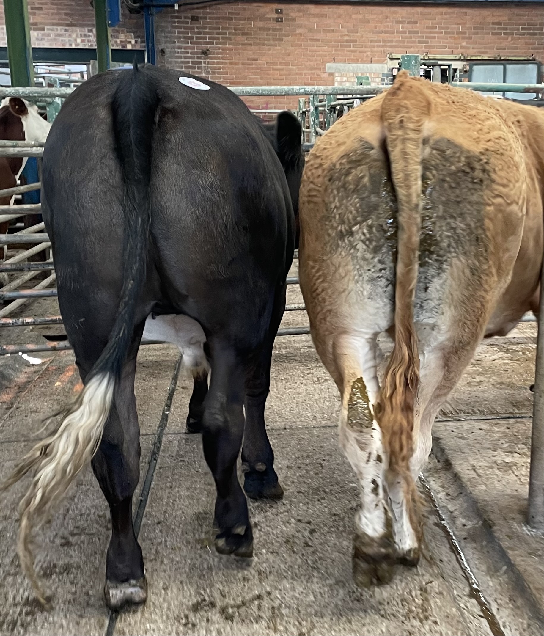 Store Cattle Sale Report 2nd August - Leek Auctions