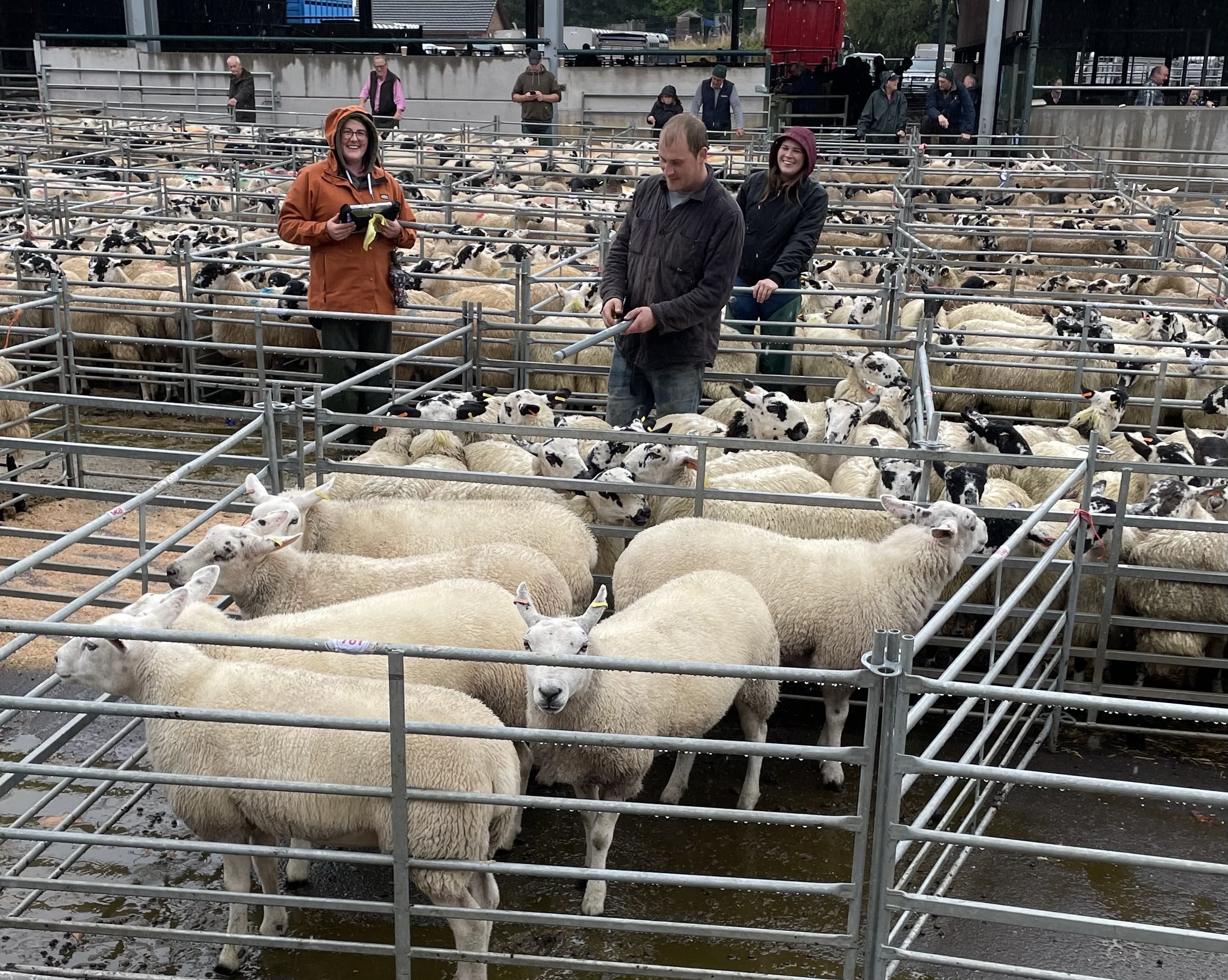 Store & Breeding Sheep Sale Report 20th September - Leek Auctions