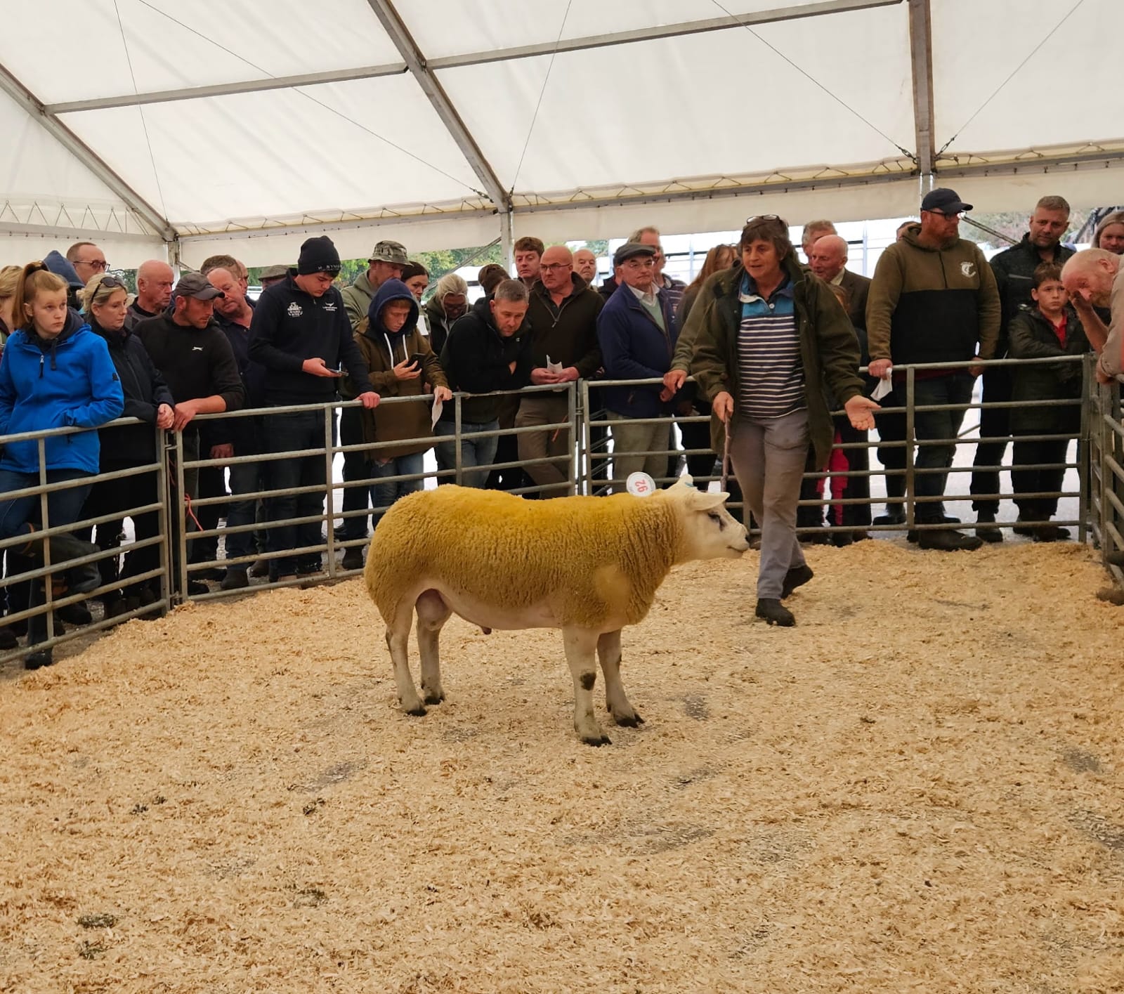 Breeding Ram Sale 27th September - Leek Auctions