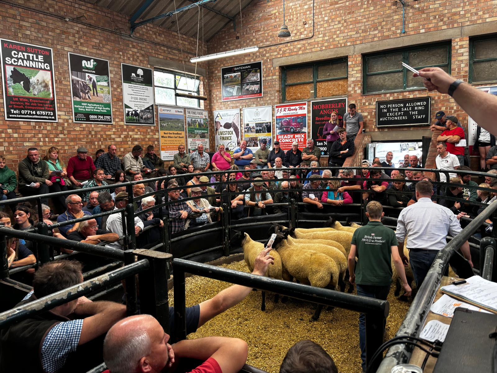 Store & Breeding Sheep Sale Report 6th September - Leek Auctions