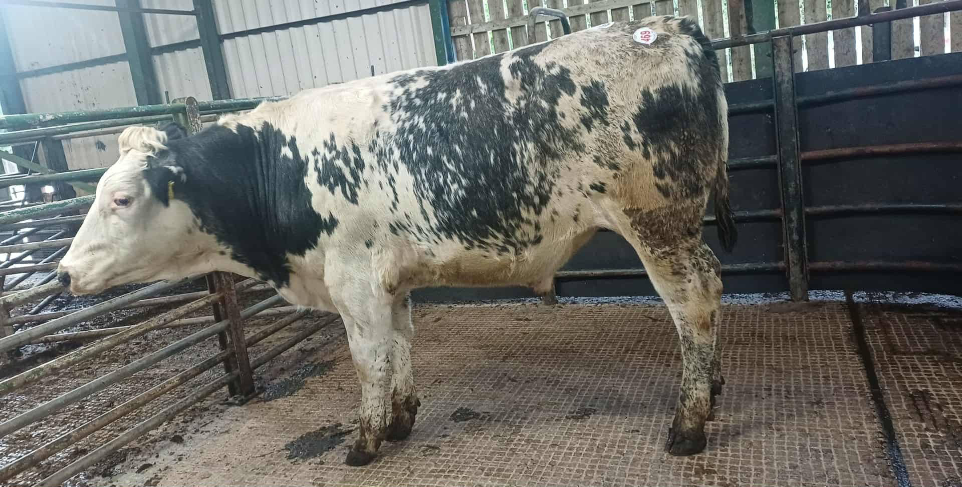 Store Cattle Sale Report 27th September - Leek Auctions