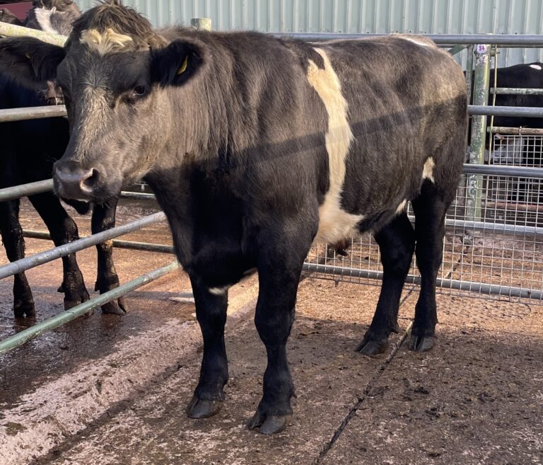 Store Cattle Sale Report 11th October - Leek Auctions