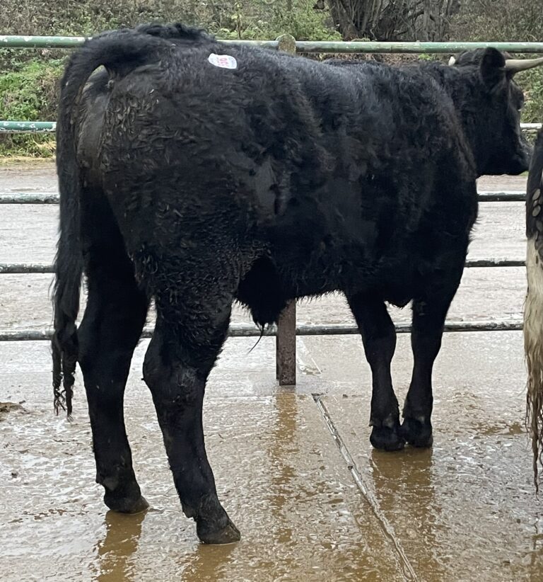 Store Cattle Sale Report 6th December - Leek Auctions