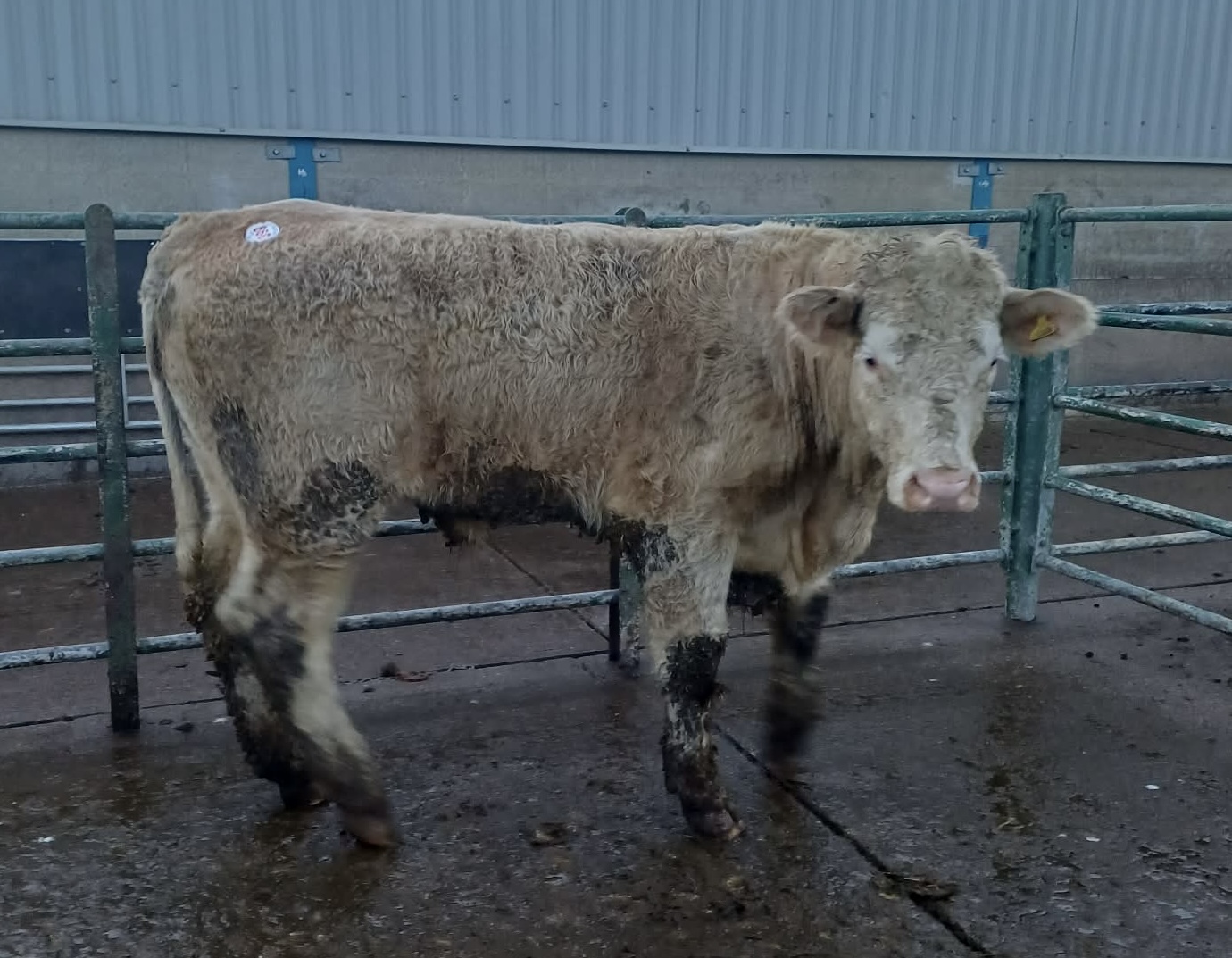 Store Cattle Sale Report 17th January - Leek Auctions